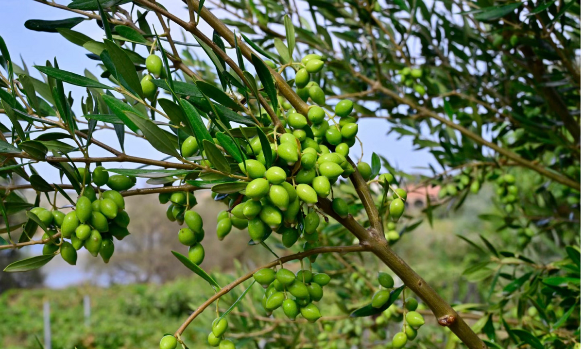 Extra Virgin Olive Oils | Health Claim